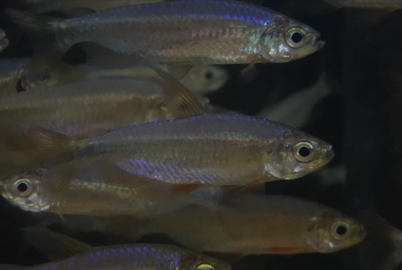 レッドチェリーコンゴ(RUKI RIVER)6-7㎝± | AQUASHOP FLUMEN